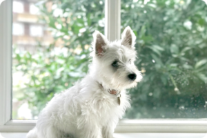 Kin Vet Community - We are Kin Vet Community