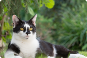 Kin Vet Community - We are Kin Vet Community