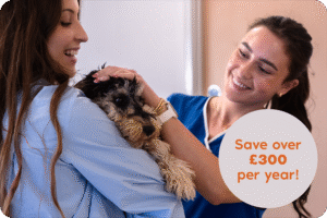 Idiopathic Cystitis: The Signs, Symptoms And Treatment - We are Kin Vet ...